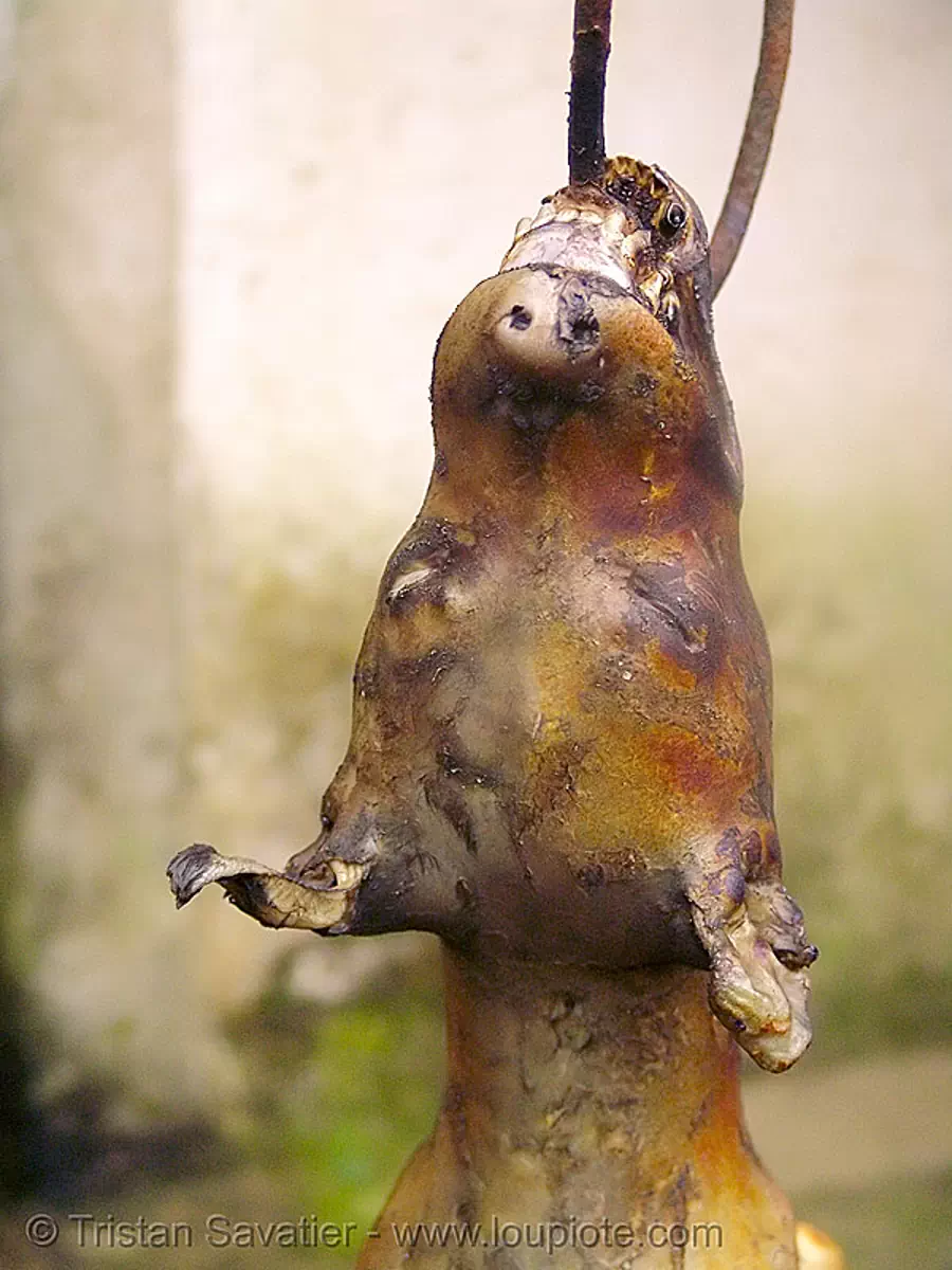 Cooked Dog Head